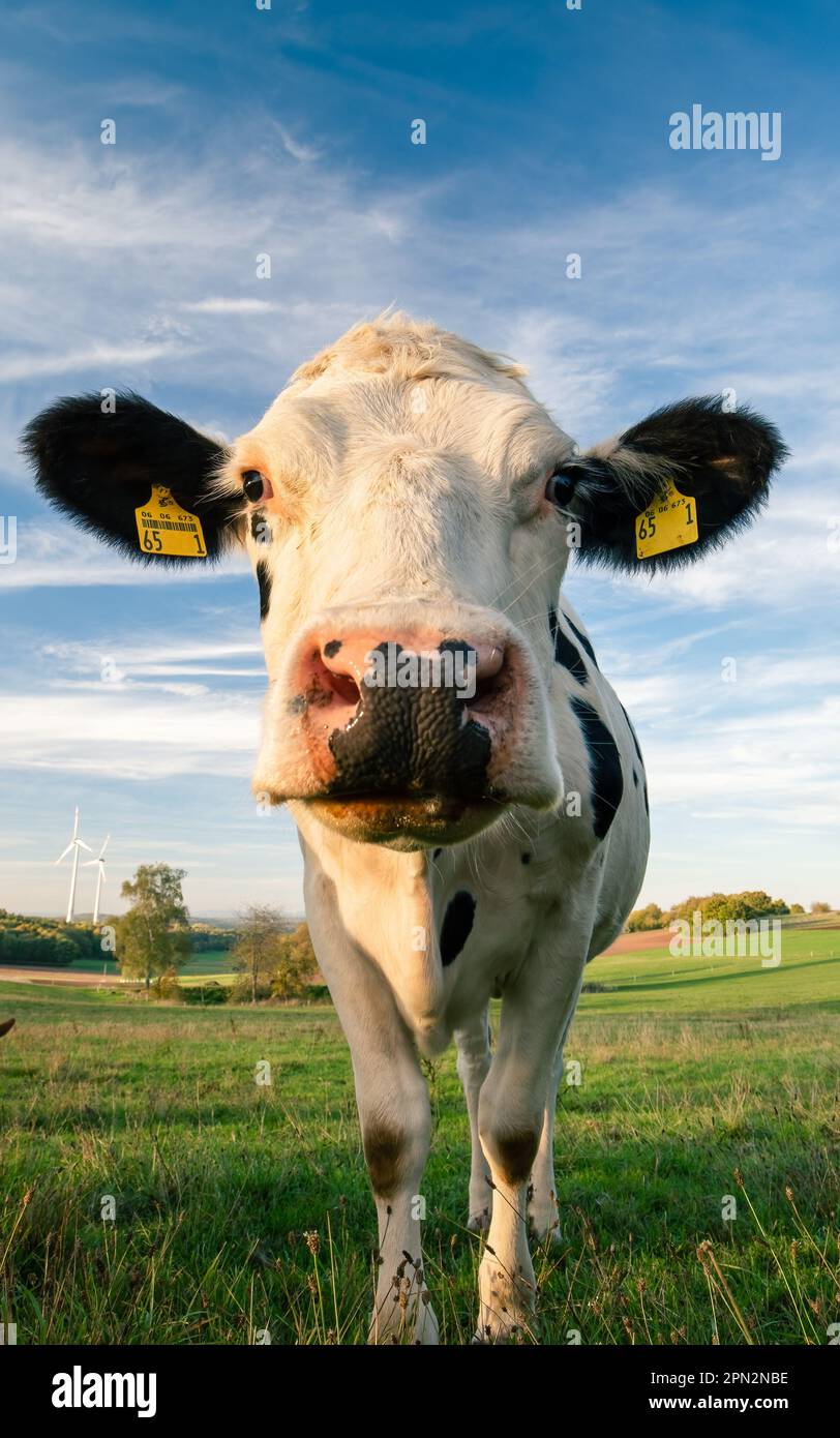 A white cow with black spots stands in a lush, green field with two ...