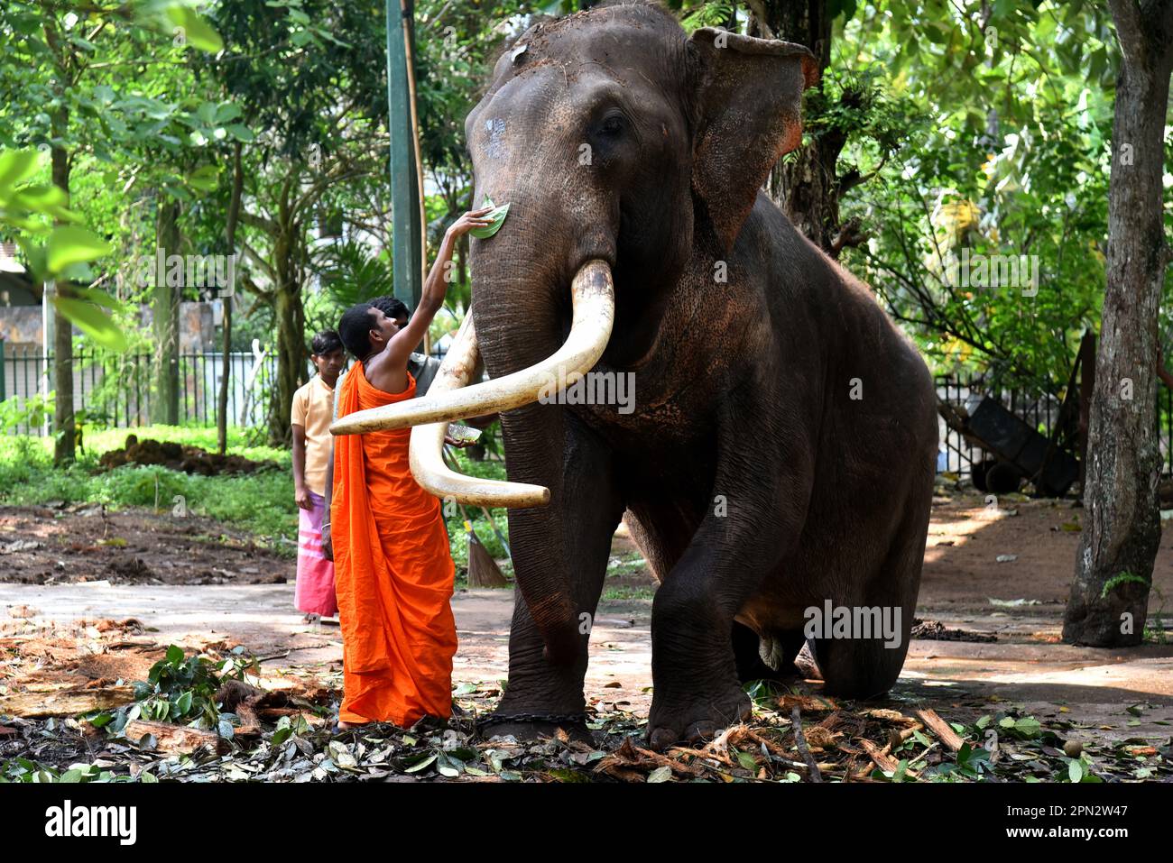 Colombo, Sri Lanka. 16th Apr, 2023. A Monk anoints the head of the ...