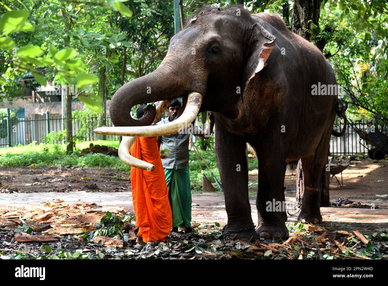 Colombo, Sri Lanka. 16th Apr, 2023. A Monk anoints the head of the ...