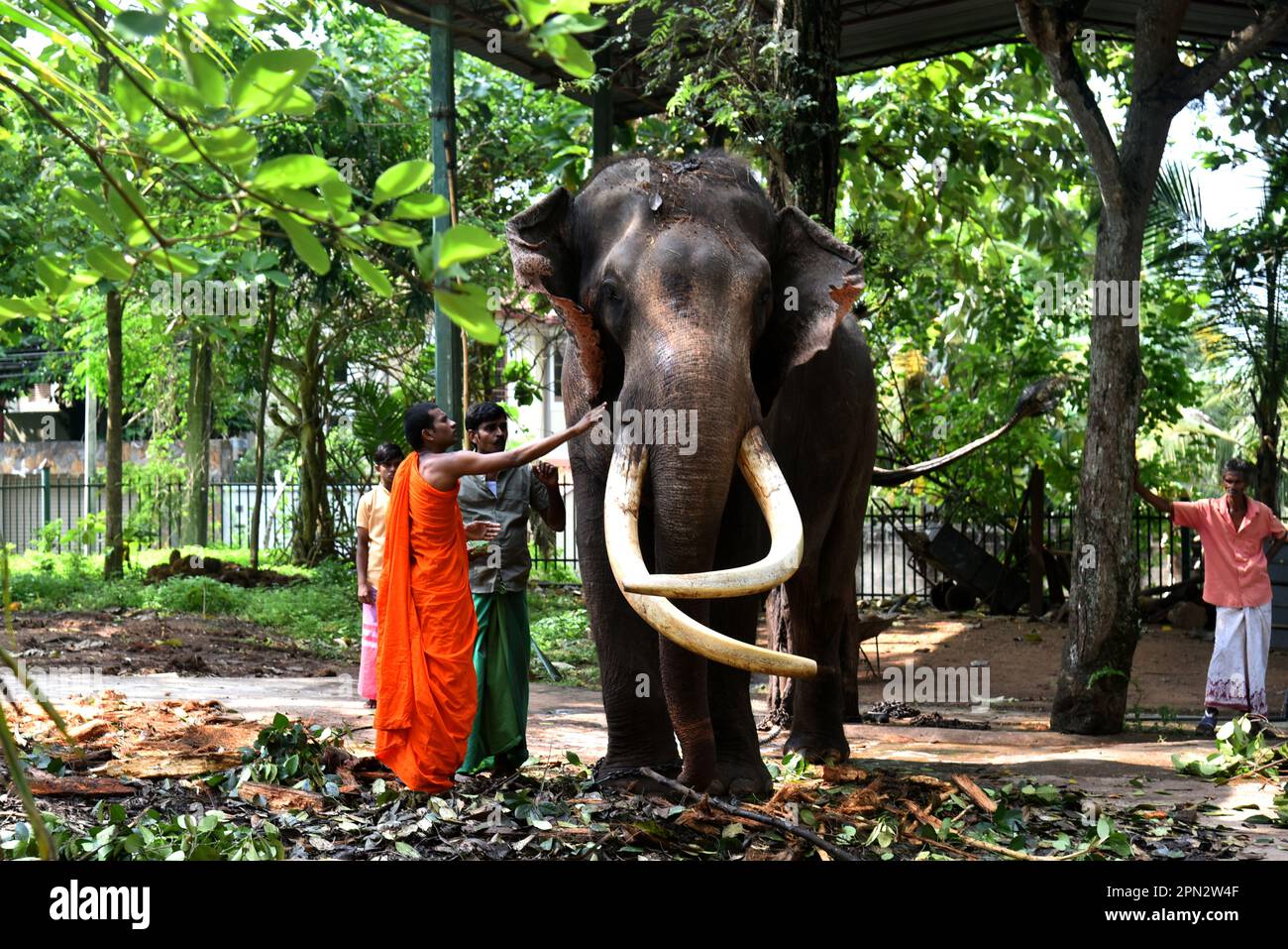 Colombo, Sri Lanka. 16th Apr, 2023. A Monk anoints the head of the ...