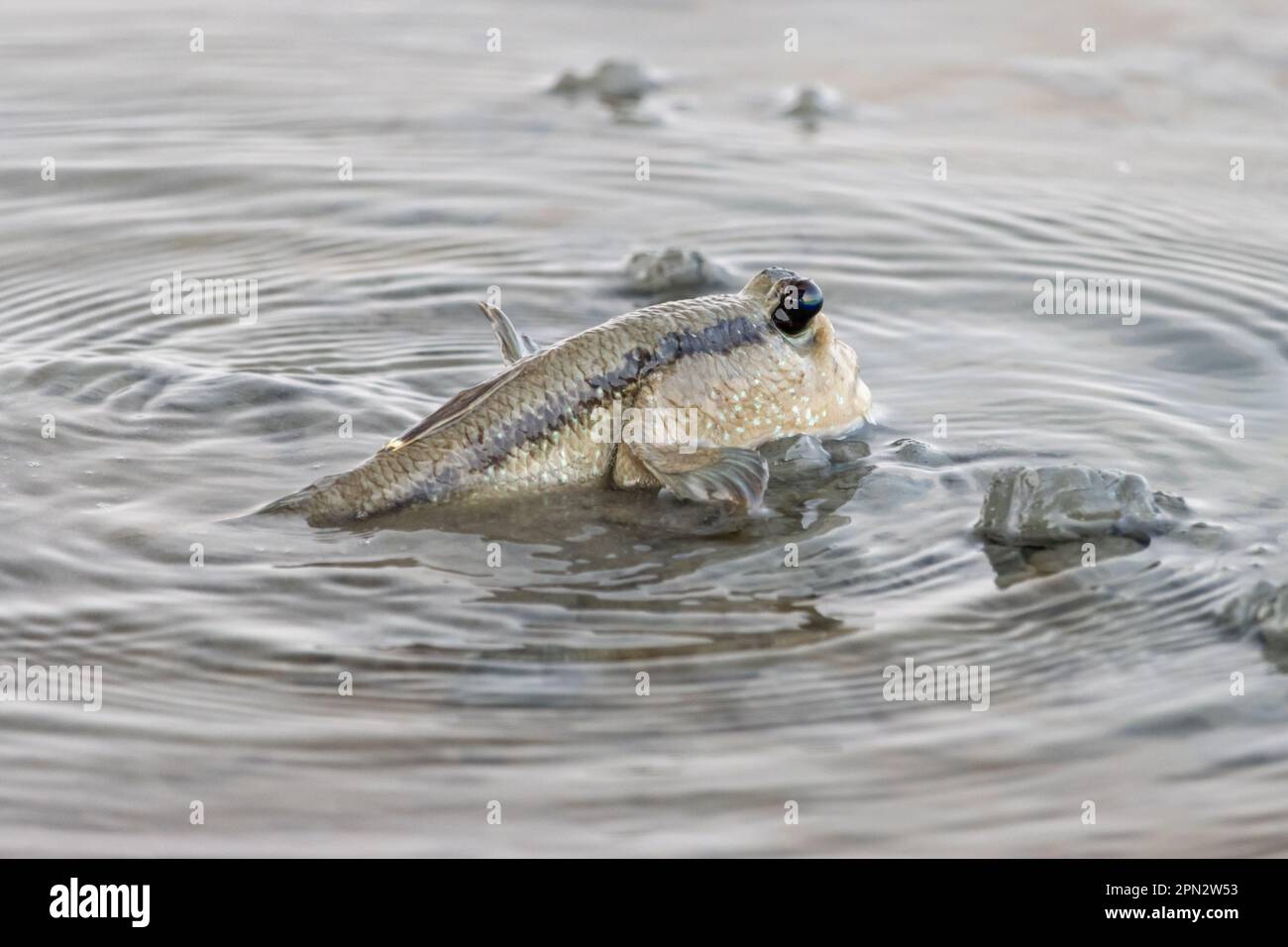 Mudskipper crawls in shallow water on shore, Thailand Stock Photo - Alamy