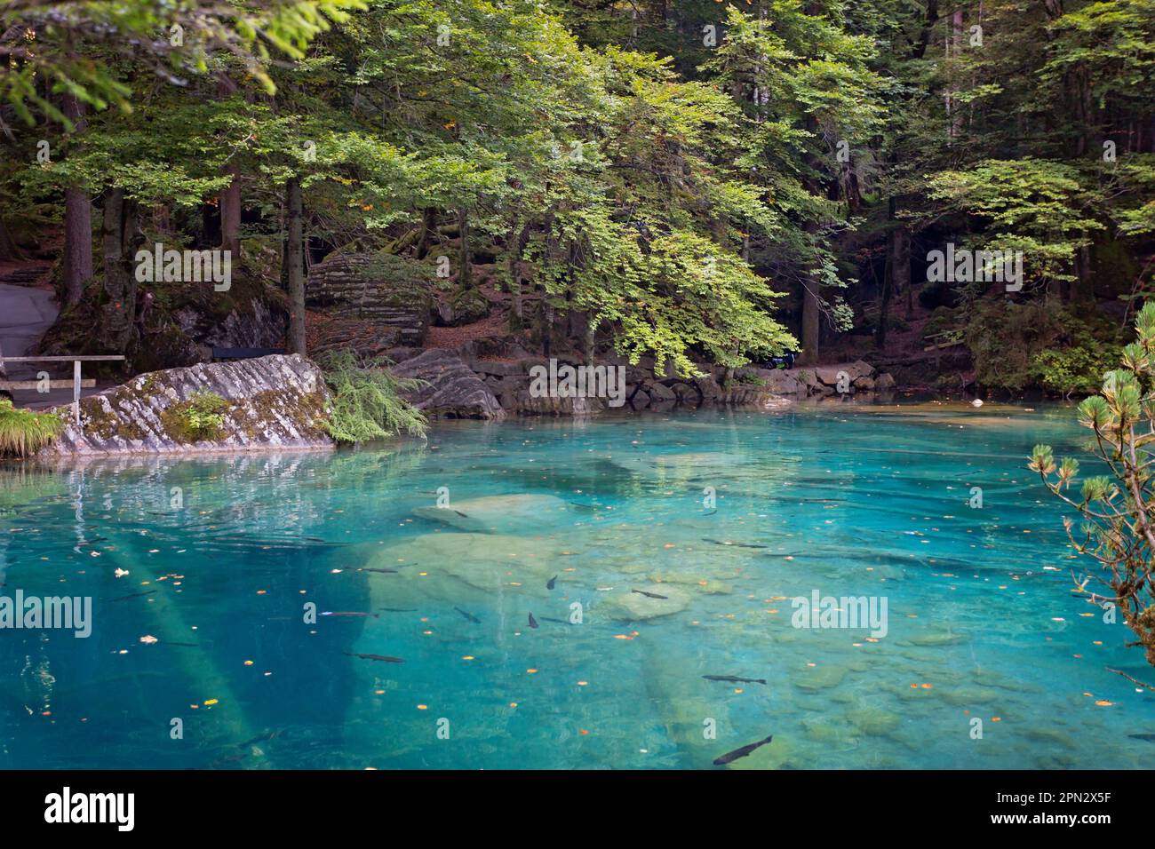 Lake Blausee in Bernese Highlands, Swiss Alps, Switzerland Stock Photo ...