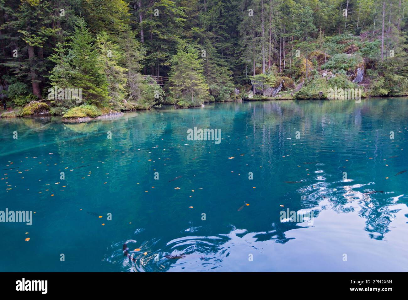 Lake Blausee in Bernese Highlands, Swiss Alps, Switzerland Stock Photo ...