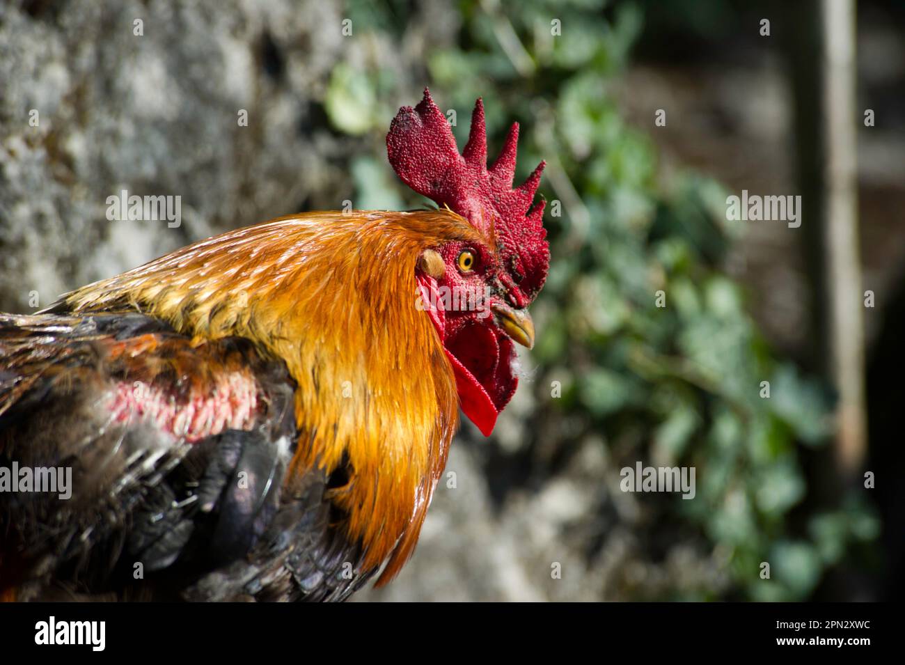 Red rooster chicken standing hi-res stock photography and images - Alamy