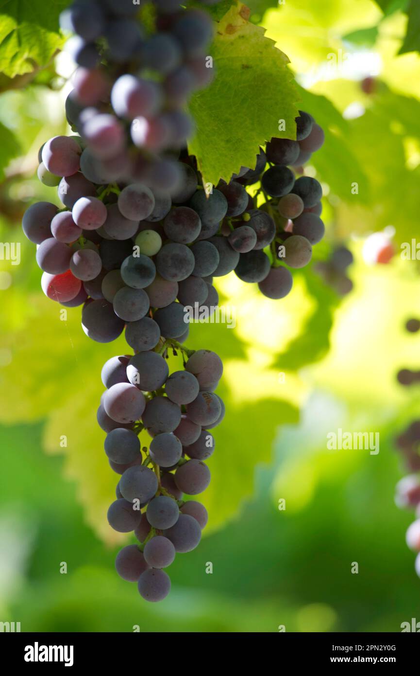 Vino d'uva hi-res stock photography and images - Alamy