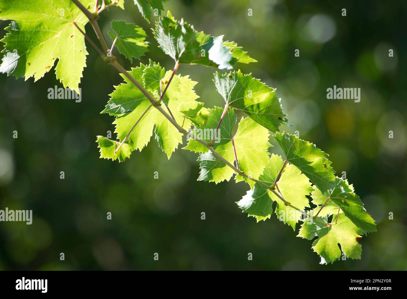 Vino d'uva hi-res stock photography and images - Alamy