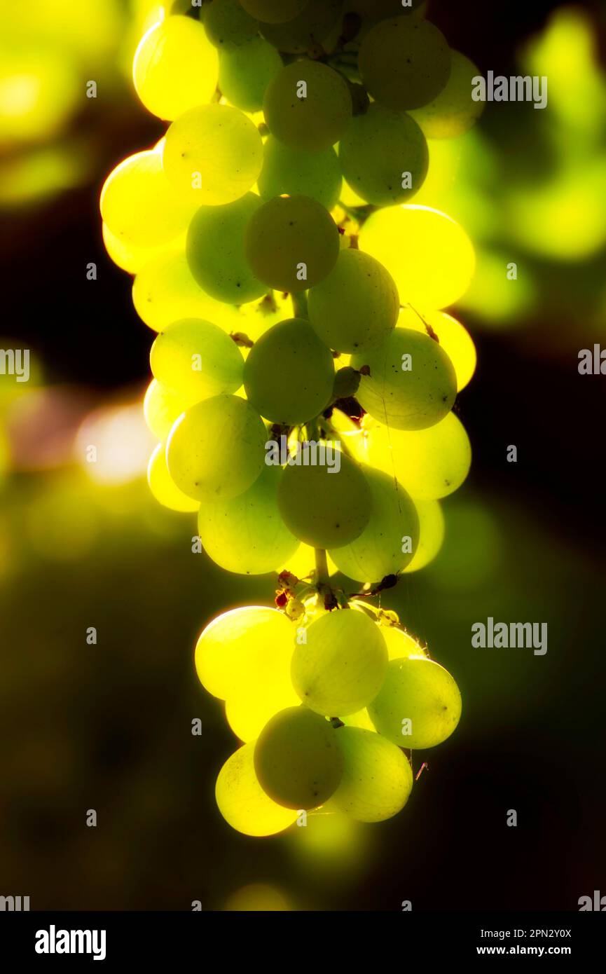 Vigna d'uva hi-res stock photography and images - Alamy