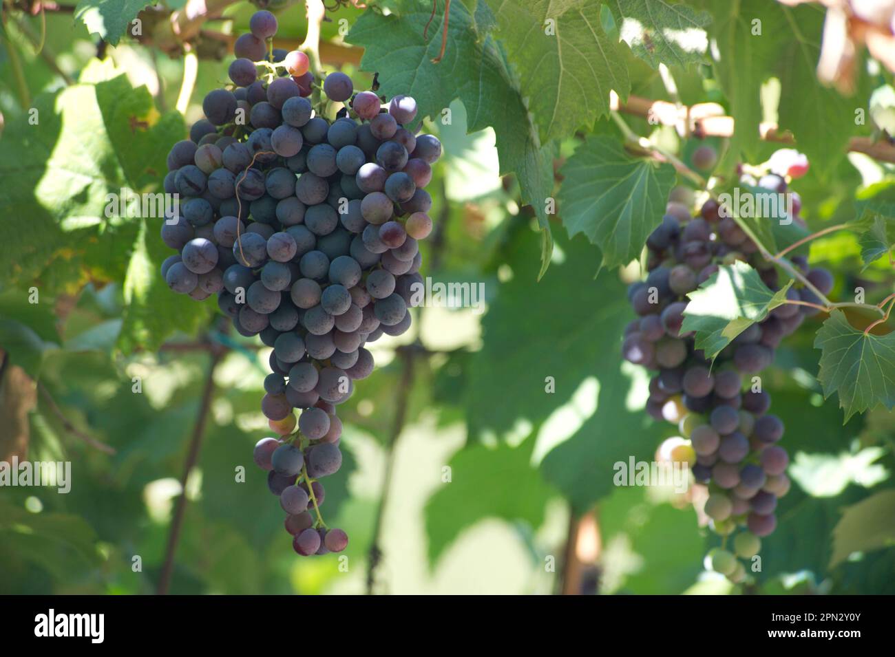 Vigna d'uva hi-res stock photography and images - Alamy