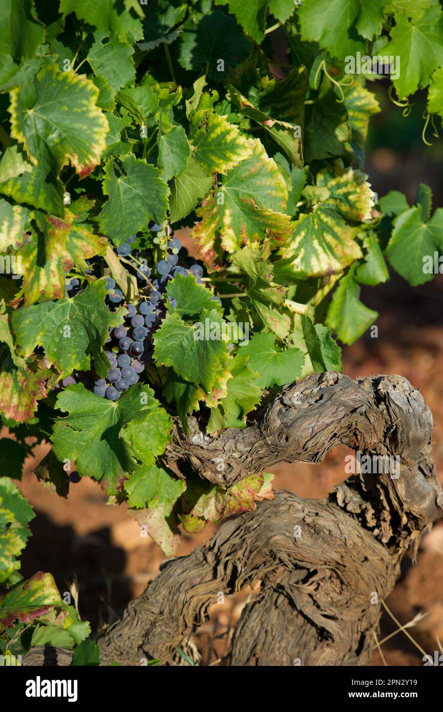 Vino d'uva hi-res stock photography and images - Alamy