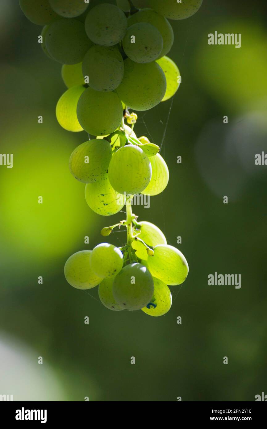 Vino d'uva hi-res stock photography and images - Alamy
