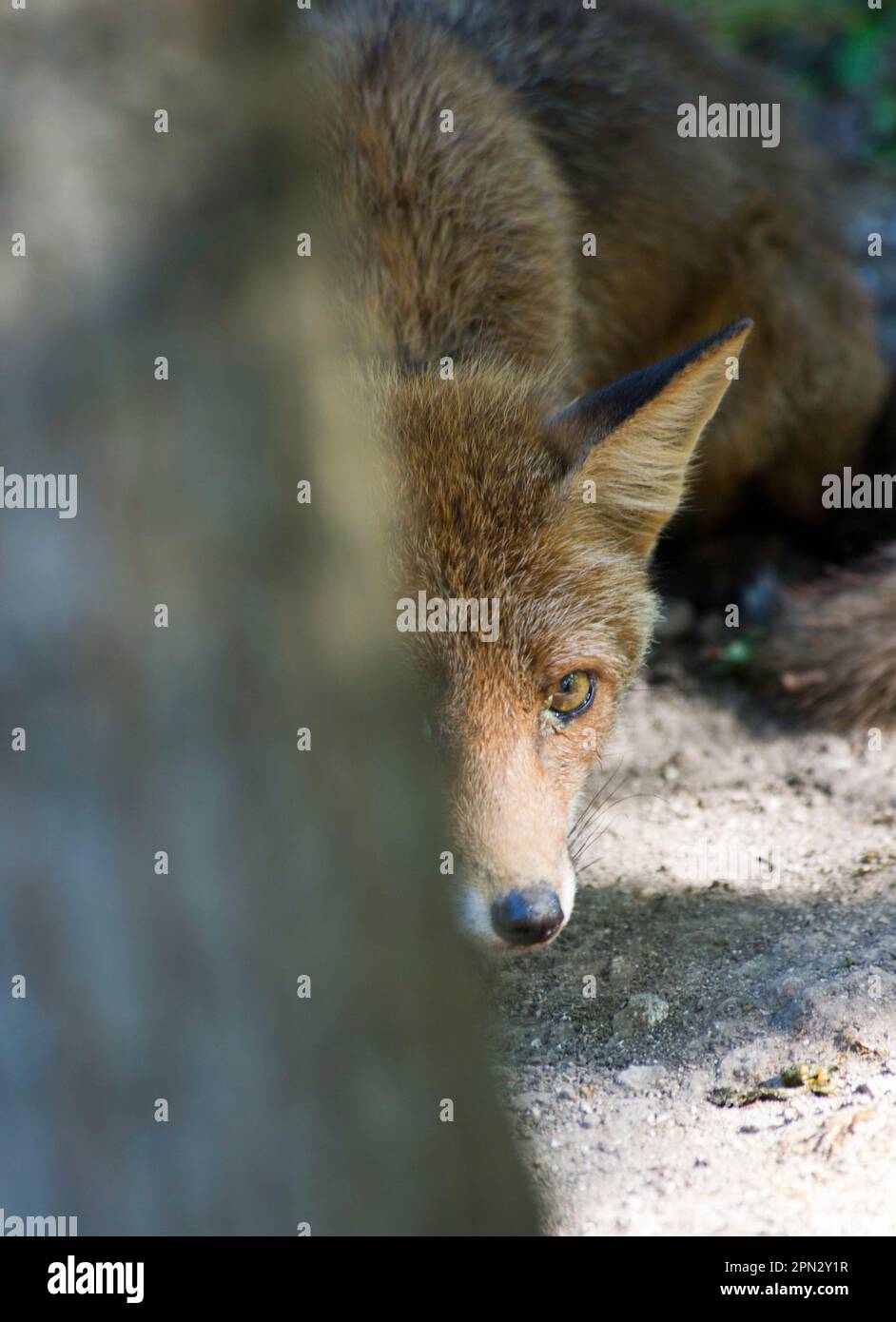 half-hidden fox, Volpe, Vulpes vulpes. Ossi, SS, Sardegna, Italy Stock ...