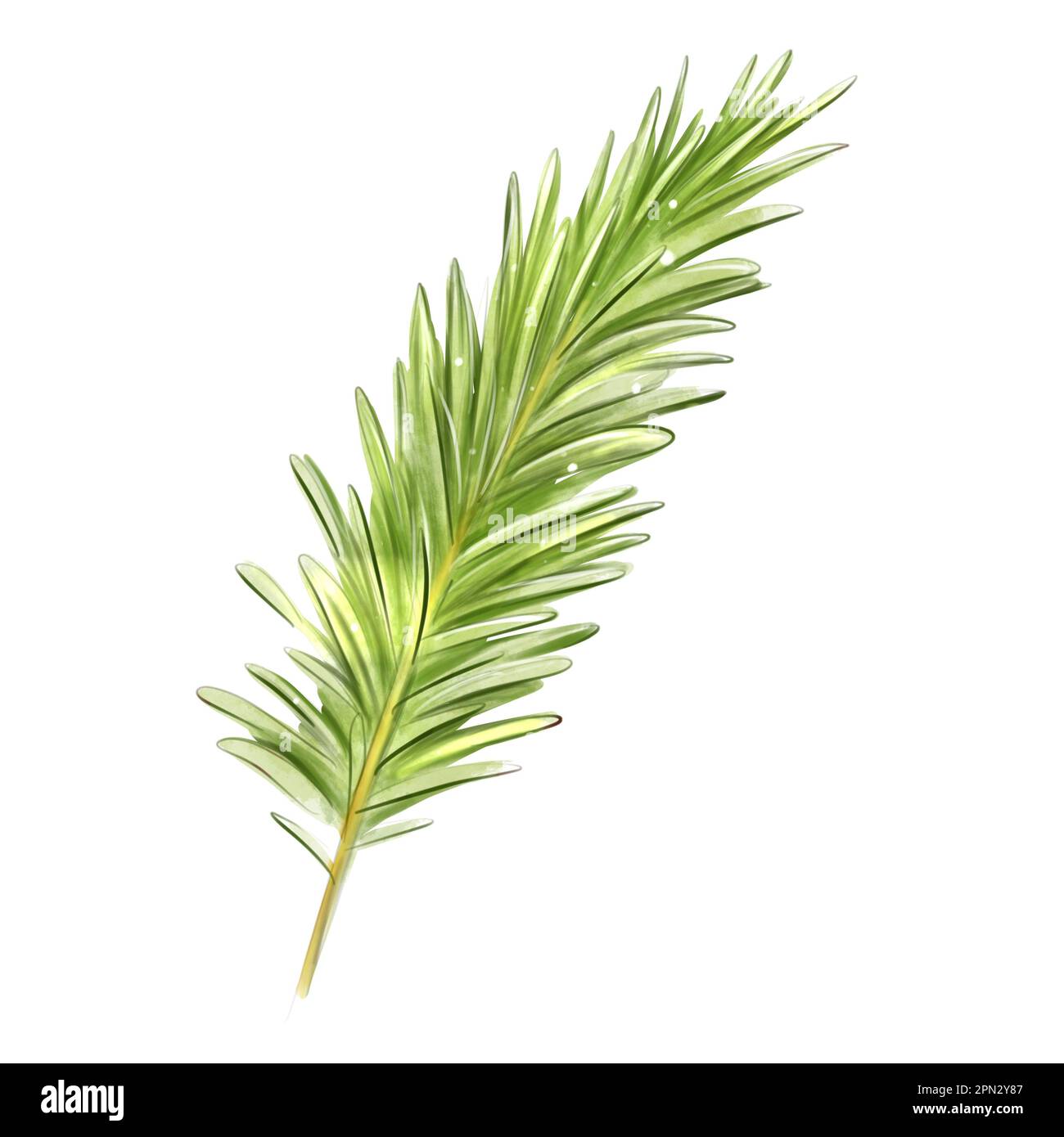 Fir branch in watercolor, isolate, New Year clipart. Green coniferous ...