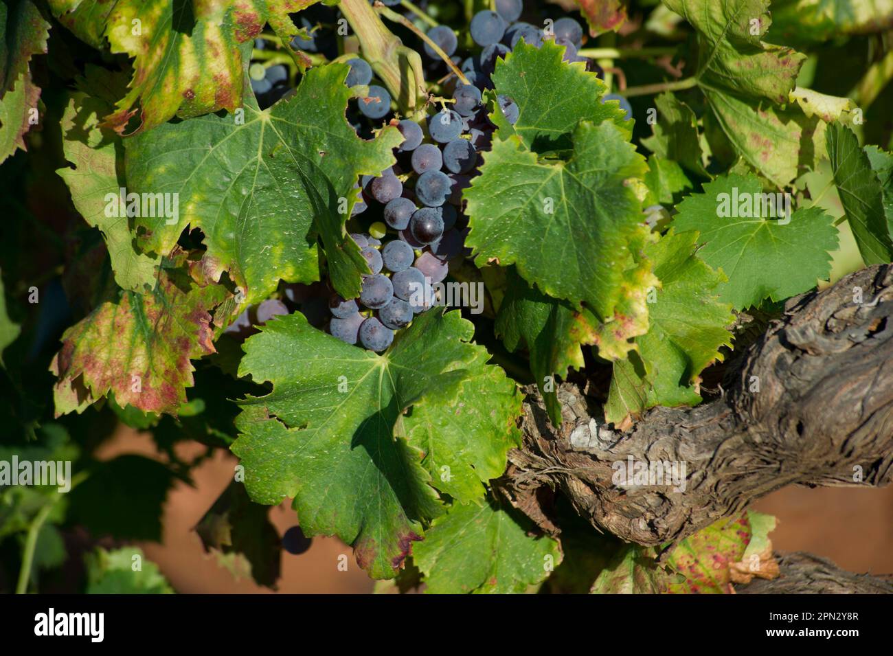 Vino d'uva hi-res stock photography and images - Alamy