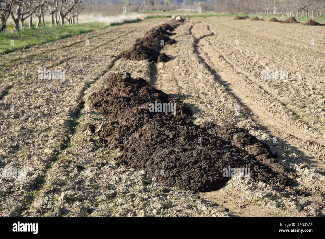 piles of cow manure on the field to fertilize the field territory ...