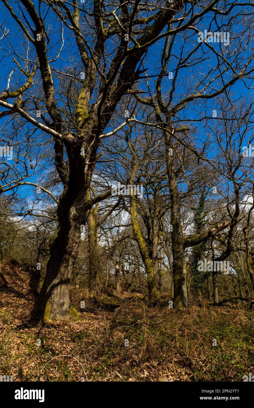 Dark Hill oaks - Quercus robur. Forest of Dean Stock Photo - Alamy