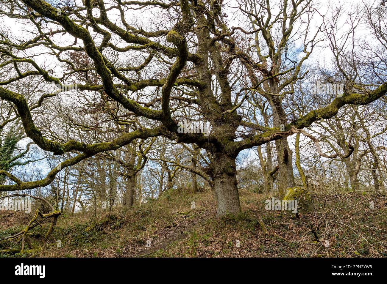 Dark Hill oaks - Quercus robur. Forest of Dean Stock Photo - Alamy