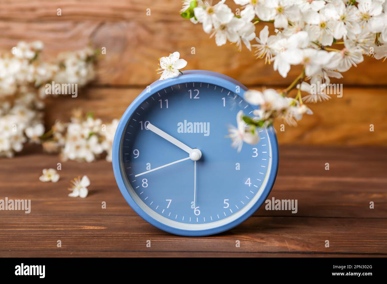 Blooming spring branches and blue alarm clock on wooden background ...