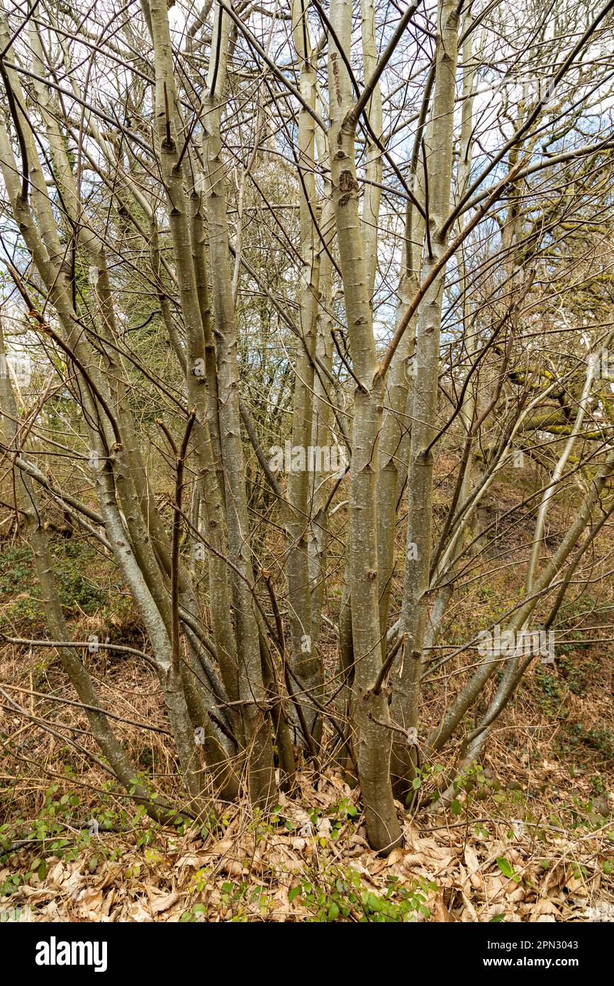 Sweet chestnut coppice Stock Photo - Alamy