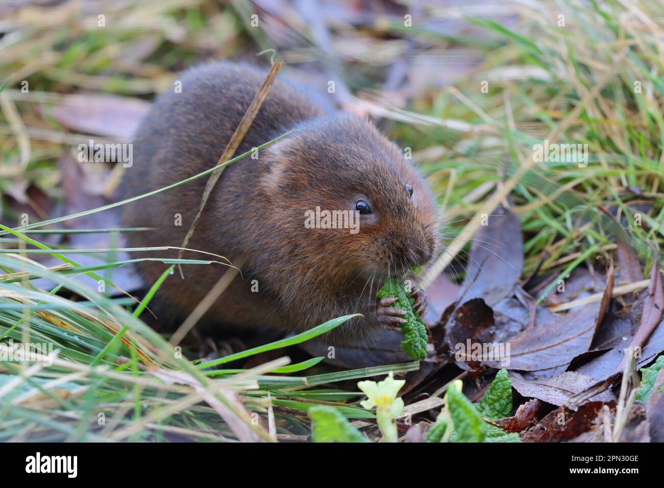 Close up water vole image hi-res stock photography and images - Alamy