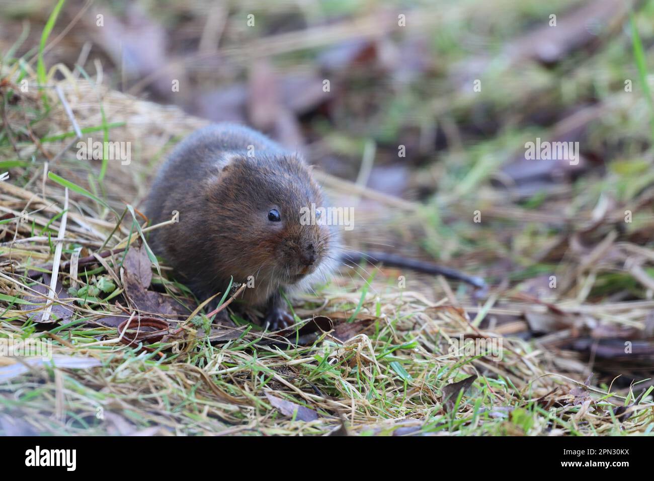 Close up image of a Water Vole in a natural environment. Middlesbrough ...
