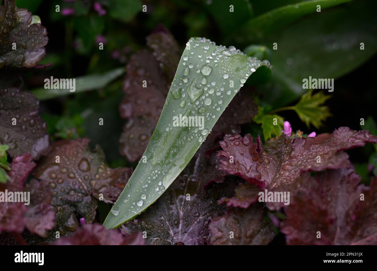 Aachen, Germany. 16th Apr, 2023. Raindrops lie on a tulip leaf at the roadside. Sunday remains ...