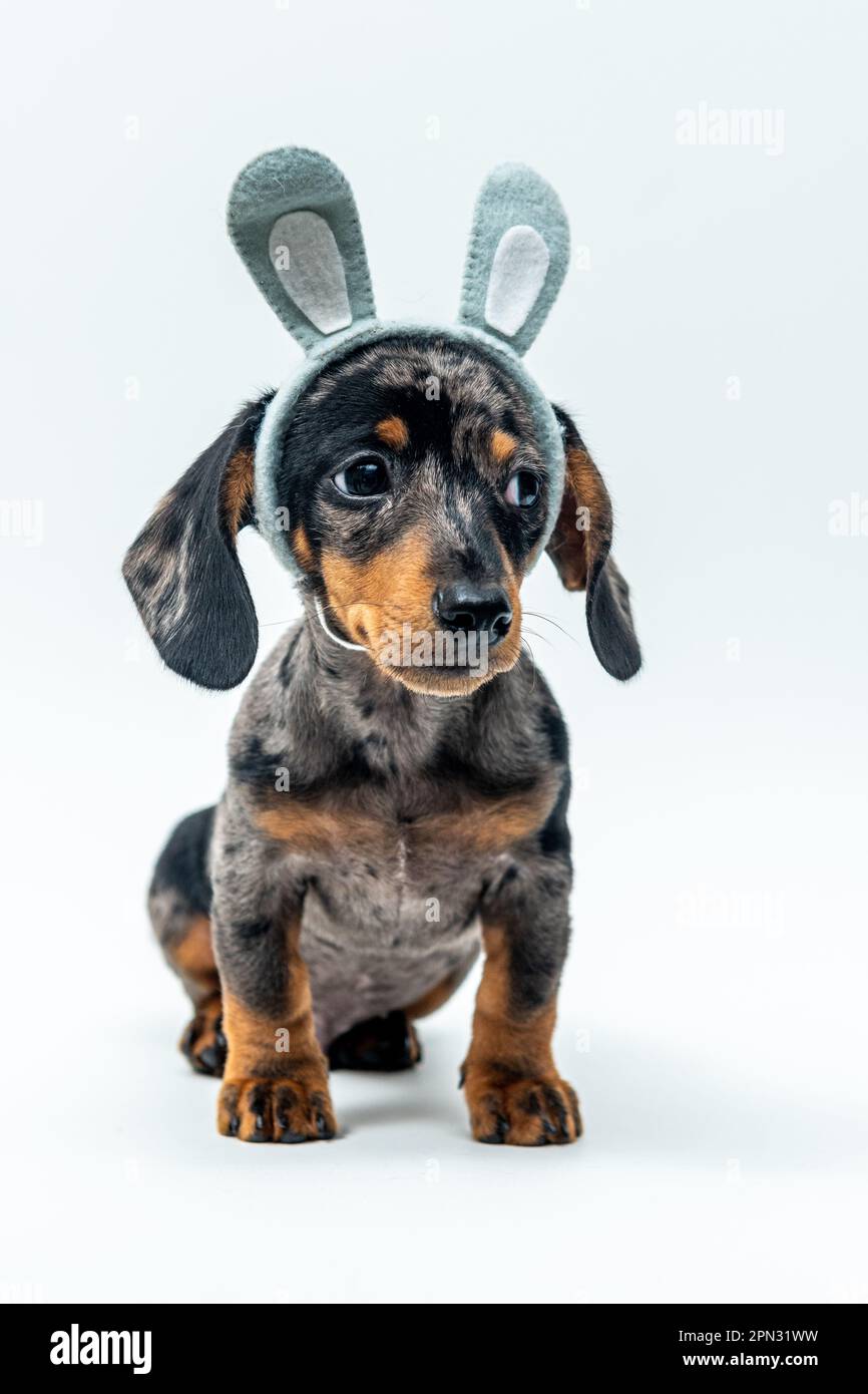 A playful black and tan pooch wearing a festive Easter bunny-style ...