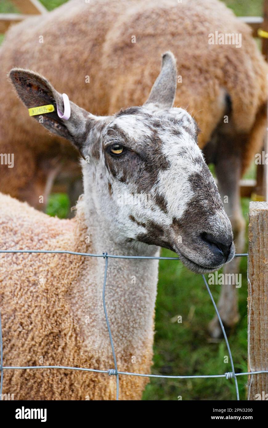 Sheep exhibited during showing & competing in the sheep classes at ...