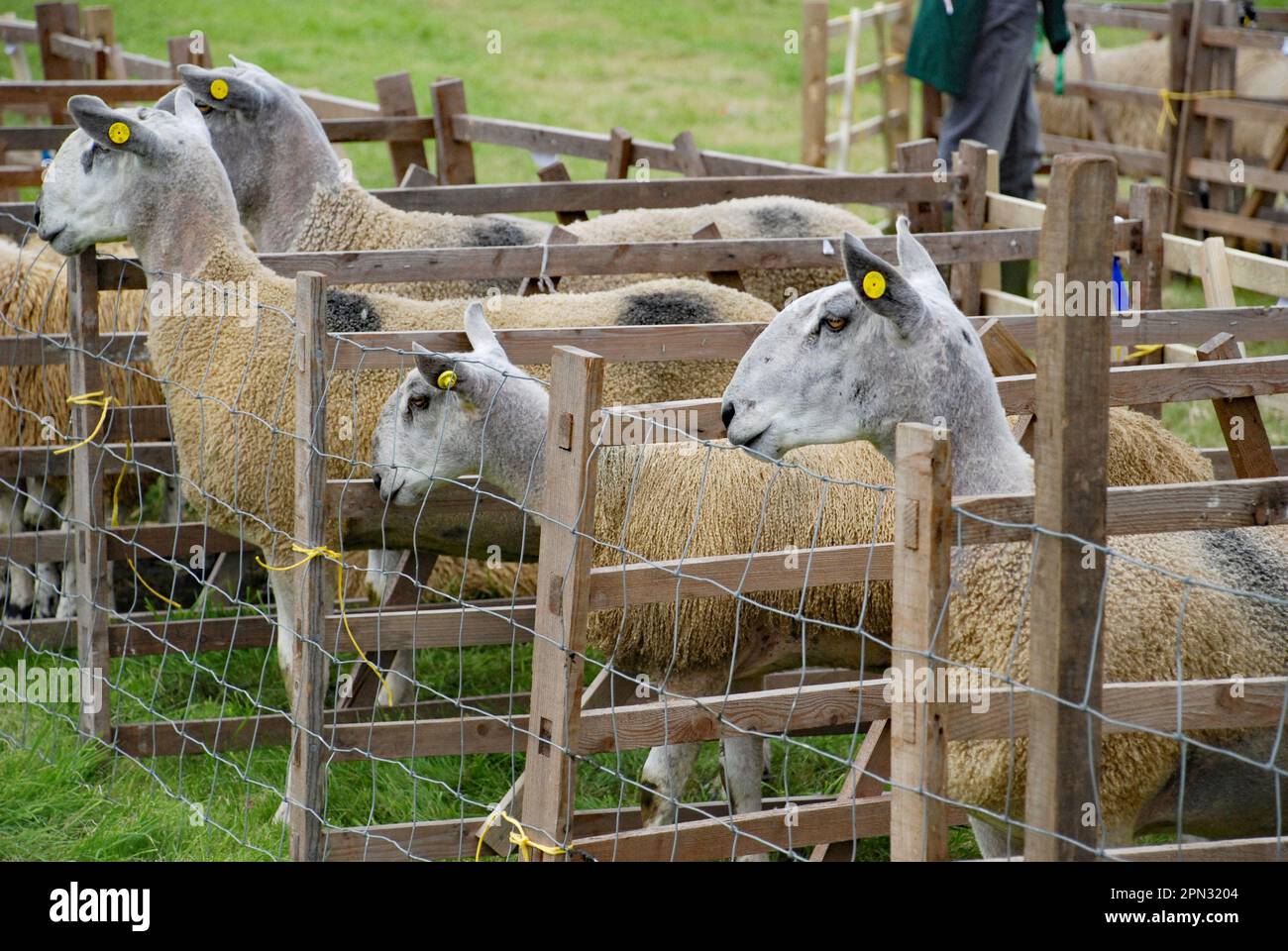 Sheep exhibited during showing & competing in the sheep classes at ...