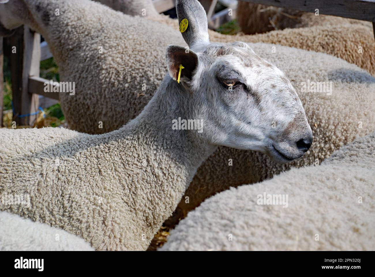 Sheep exhibited during showing & competing in the sheep classes at ...
