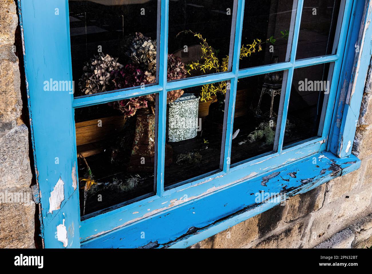 Dried flowers sitting behind a weathered blue house window frame ...