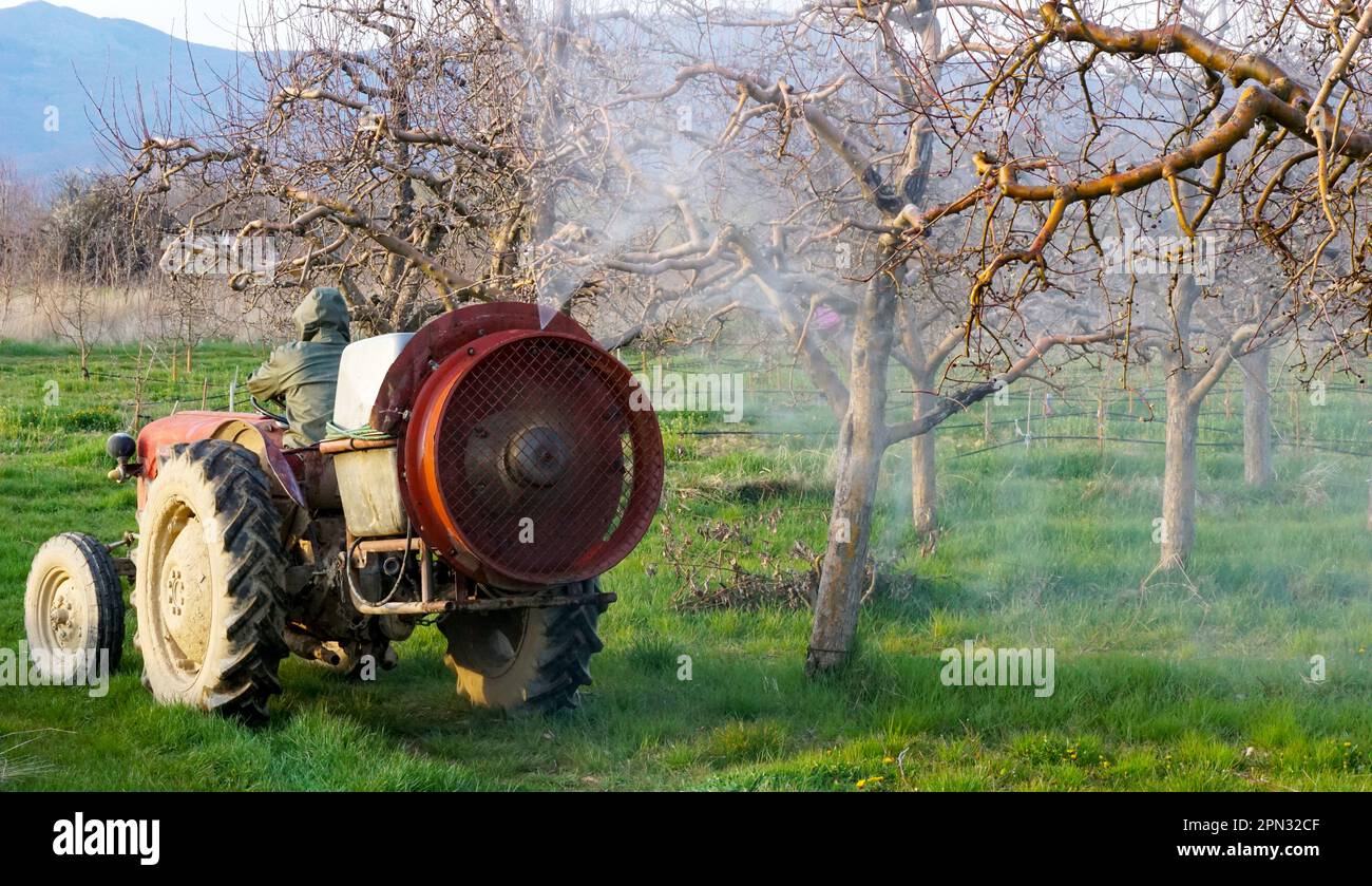 Tractor with atomizer sprayer spraying pesticides on apple trees in the ...