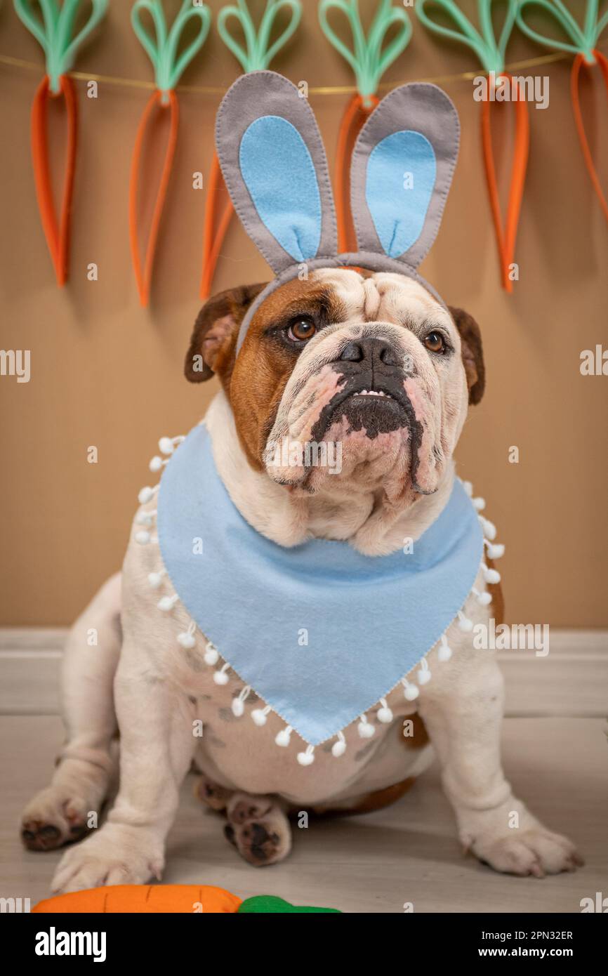 A portrait of a cute American Bulldog dressed up for Easter Stock Photo ...
