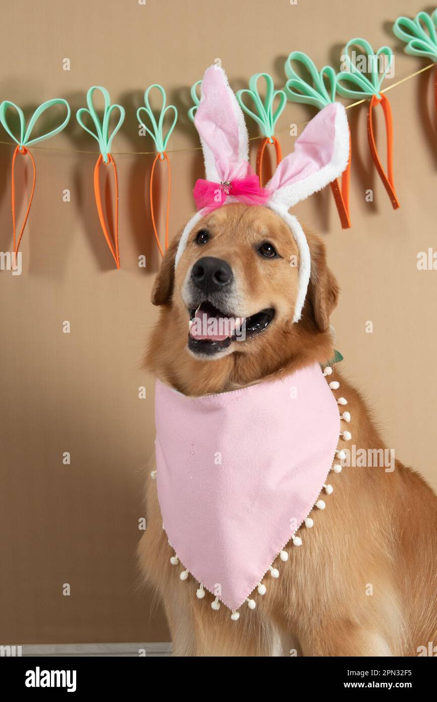A portrait of a cheerful golden retriever dressed up for Easter Stock ...
