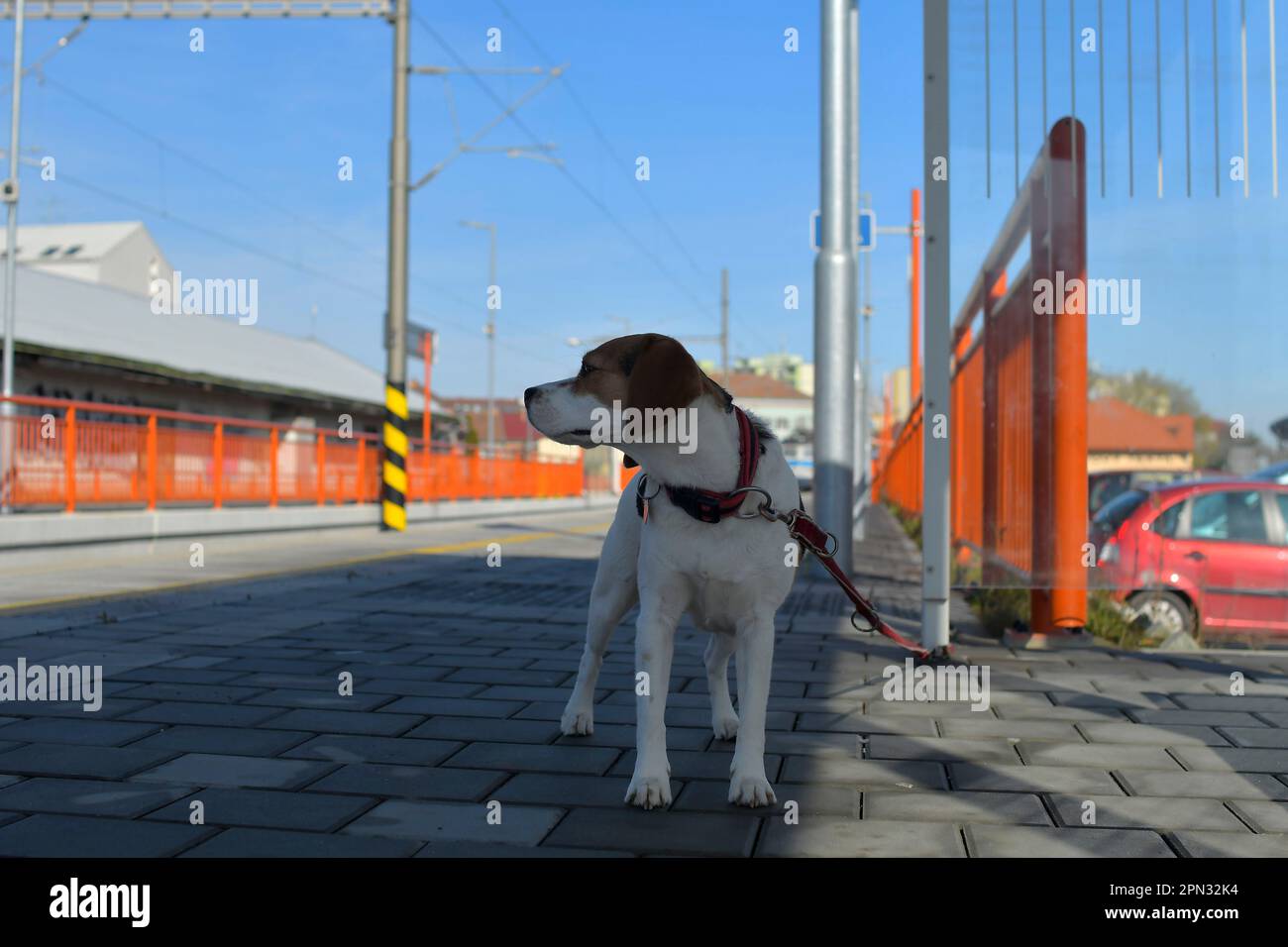 A dog waits for his owner at the train station. The concept of loyalty ...