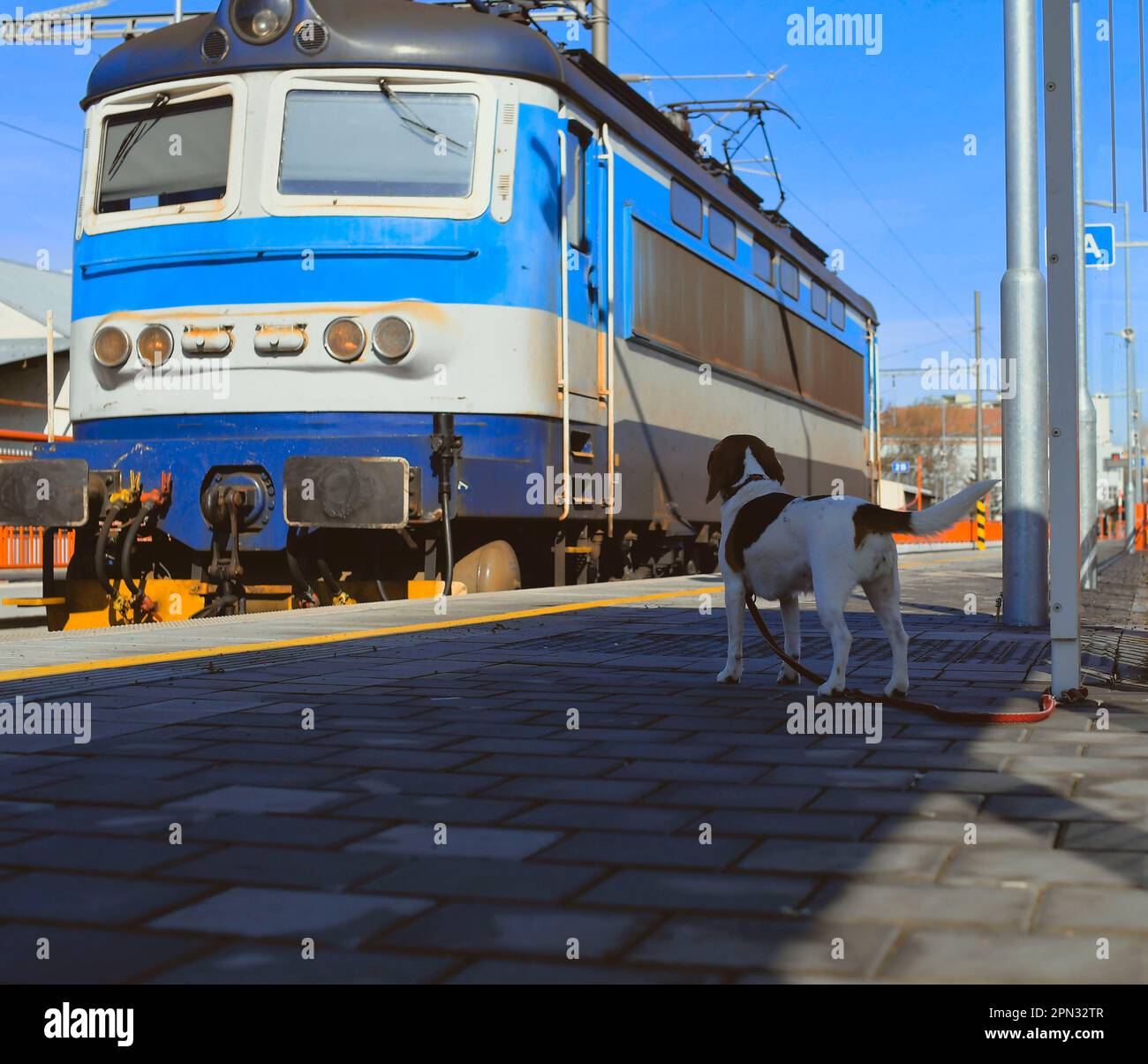 A dog waits for his owner at the train station. The concept of loyalty ...