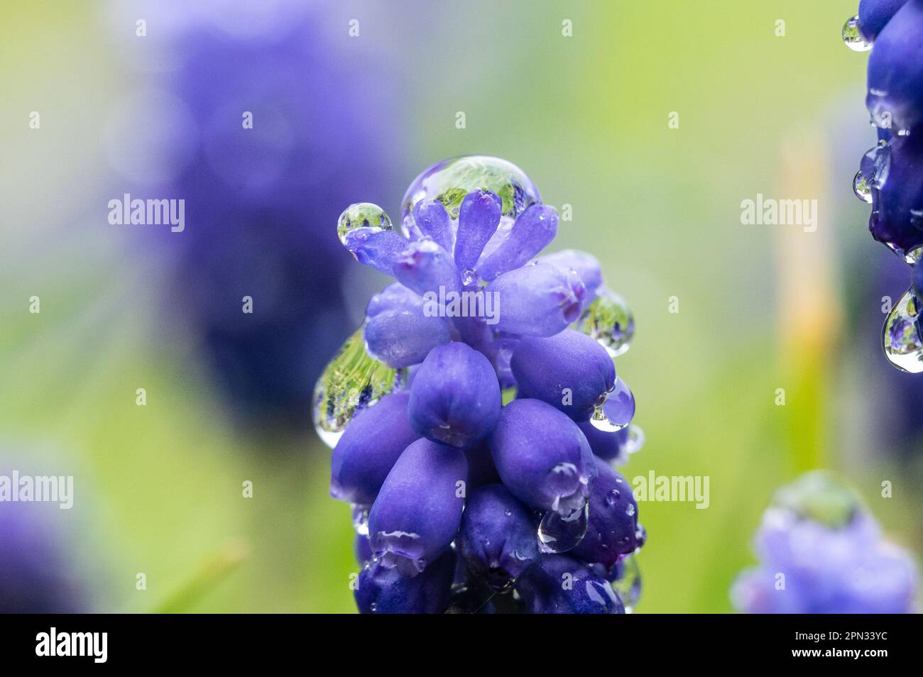 SYMBOL - 16 April 2023, Baden-Württemberg, Rottweil: Raindrops hang on ...