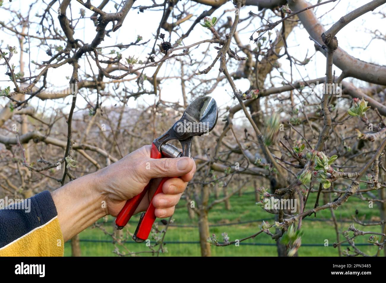 runer pruning apple tree branch at apple orchard early spring Stock ...