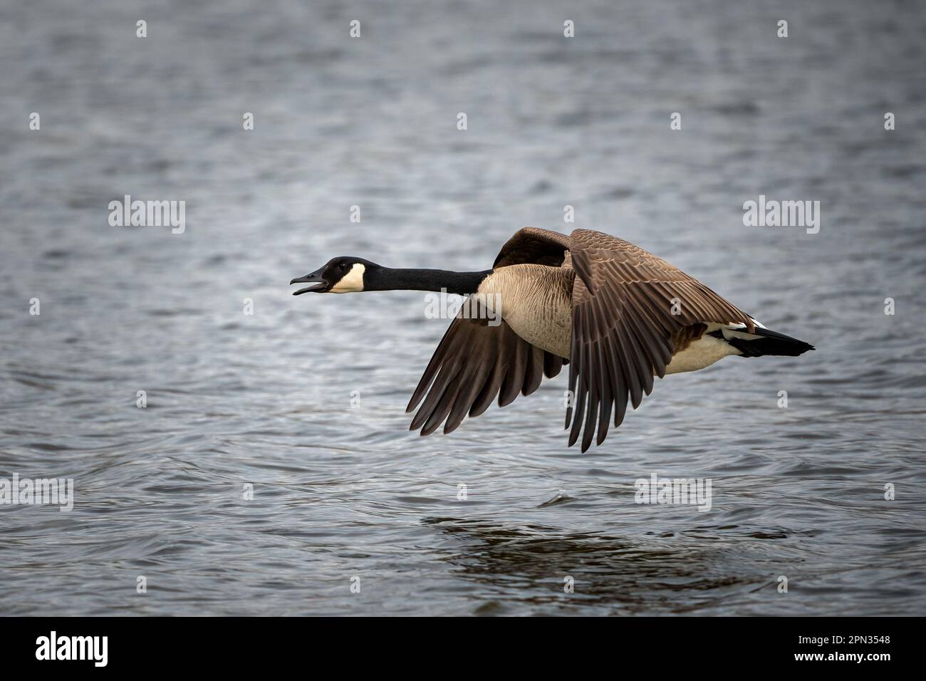 A Canadian goose is pictured in mid-flight, gliding low over a body of ...