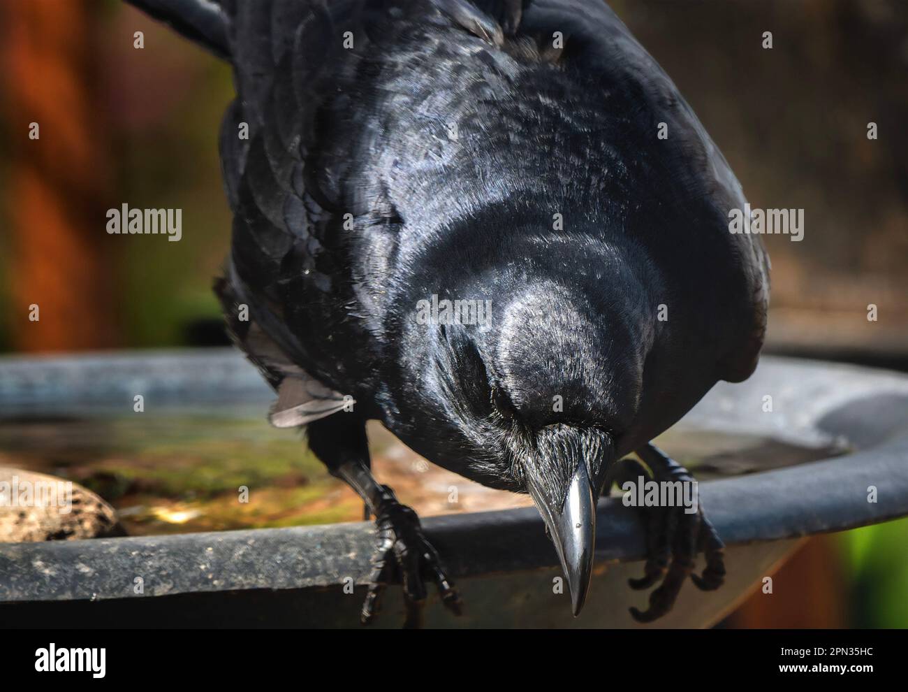 Large Black bird alights on the bird bath Stock Photo - Alamy