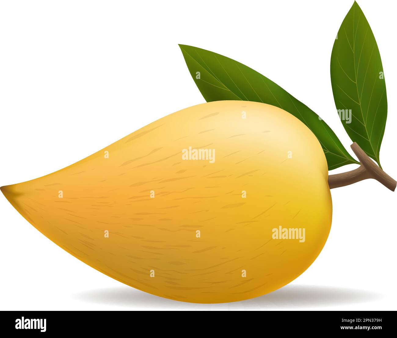 Lucuma vector hi-res stock photography and images - Alamy