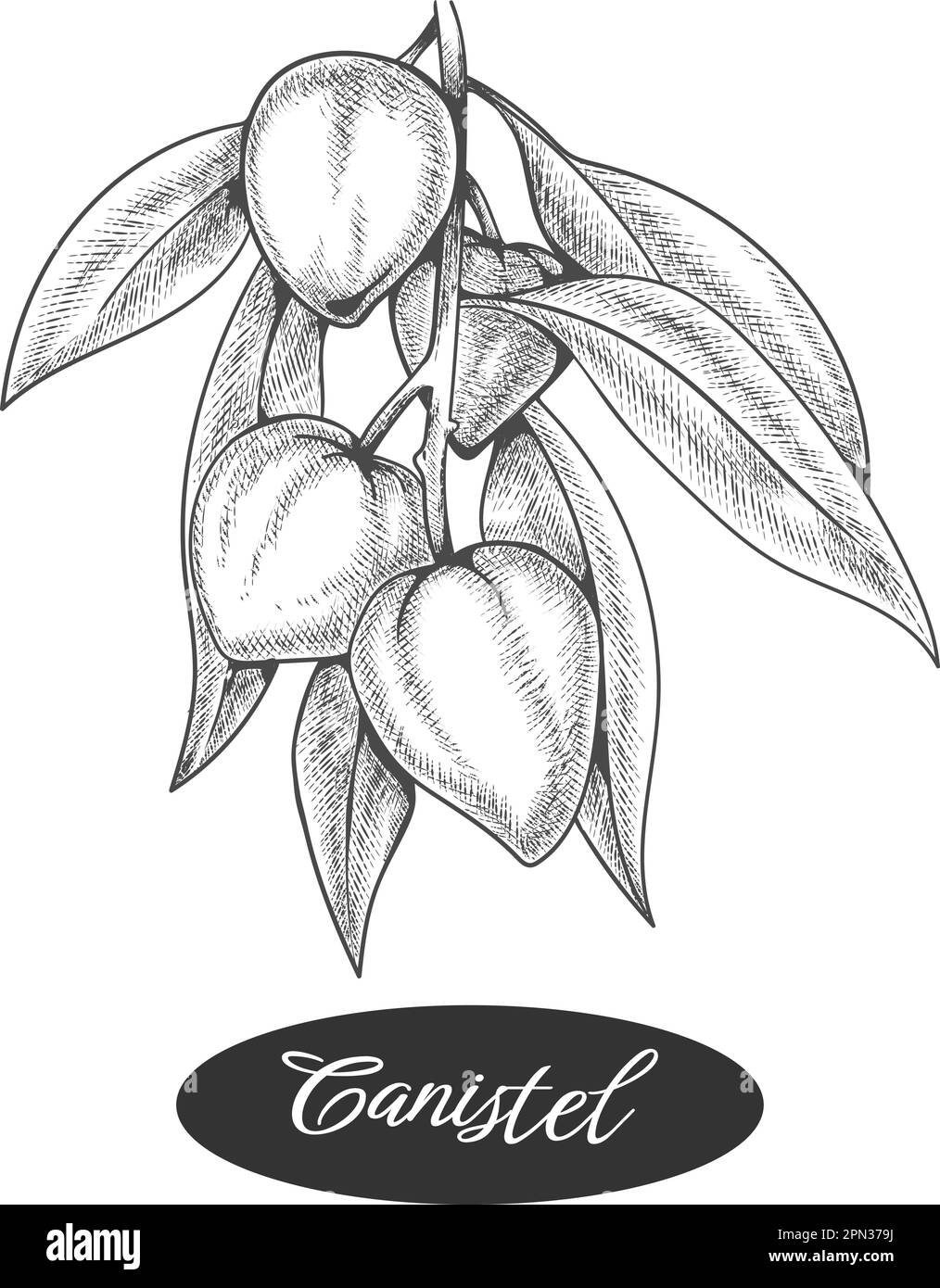 Lucuma fruit sketch Stock Vector Image & Art - Alamy