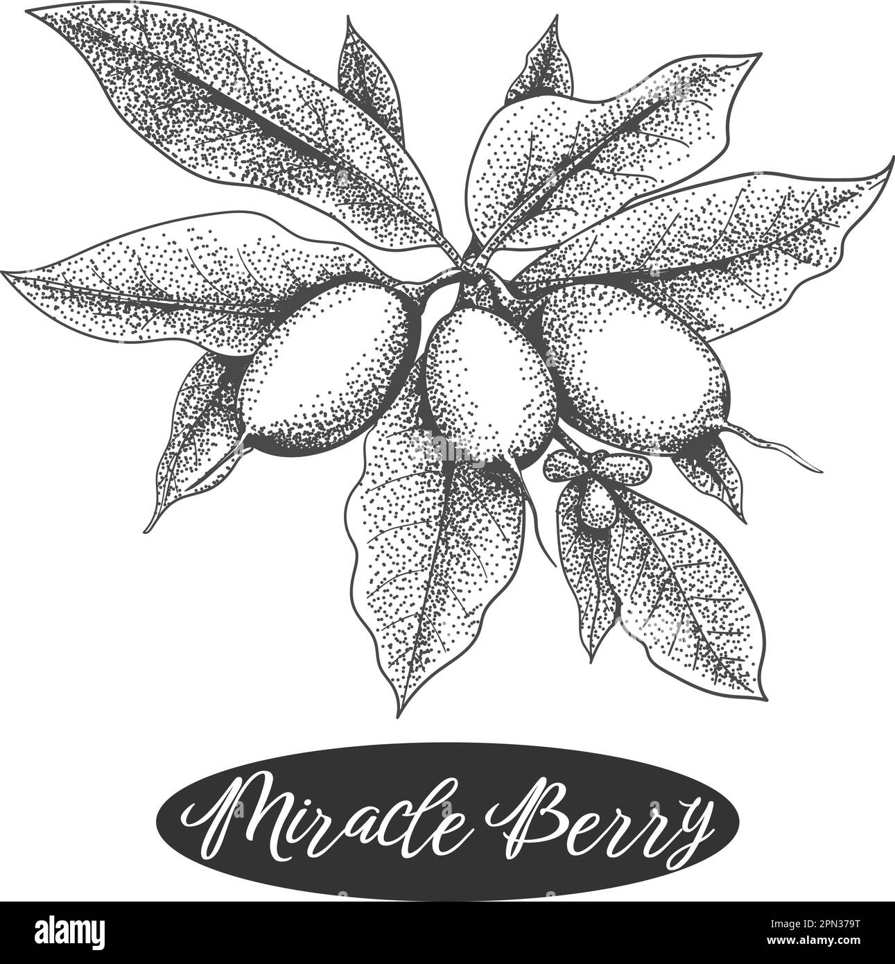 Miracle berry branch engraving Stock Vector Image & Art - Alamy