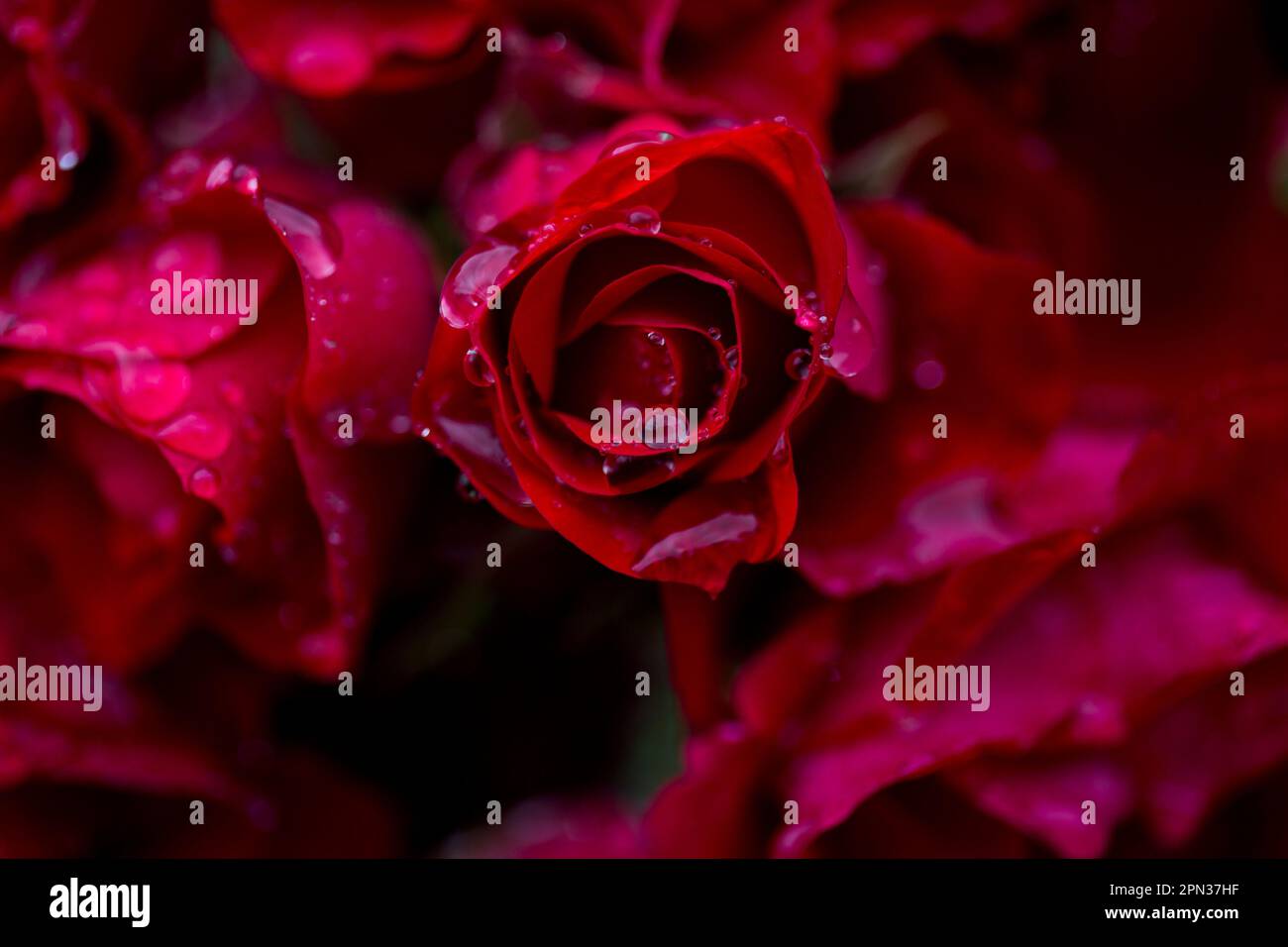 Rain drops on red roses Stock Photo - Alamy