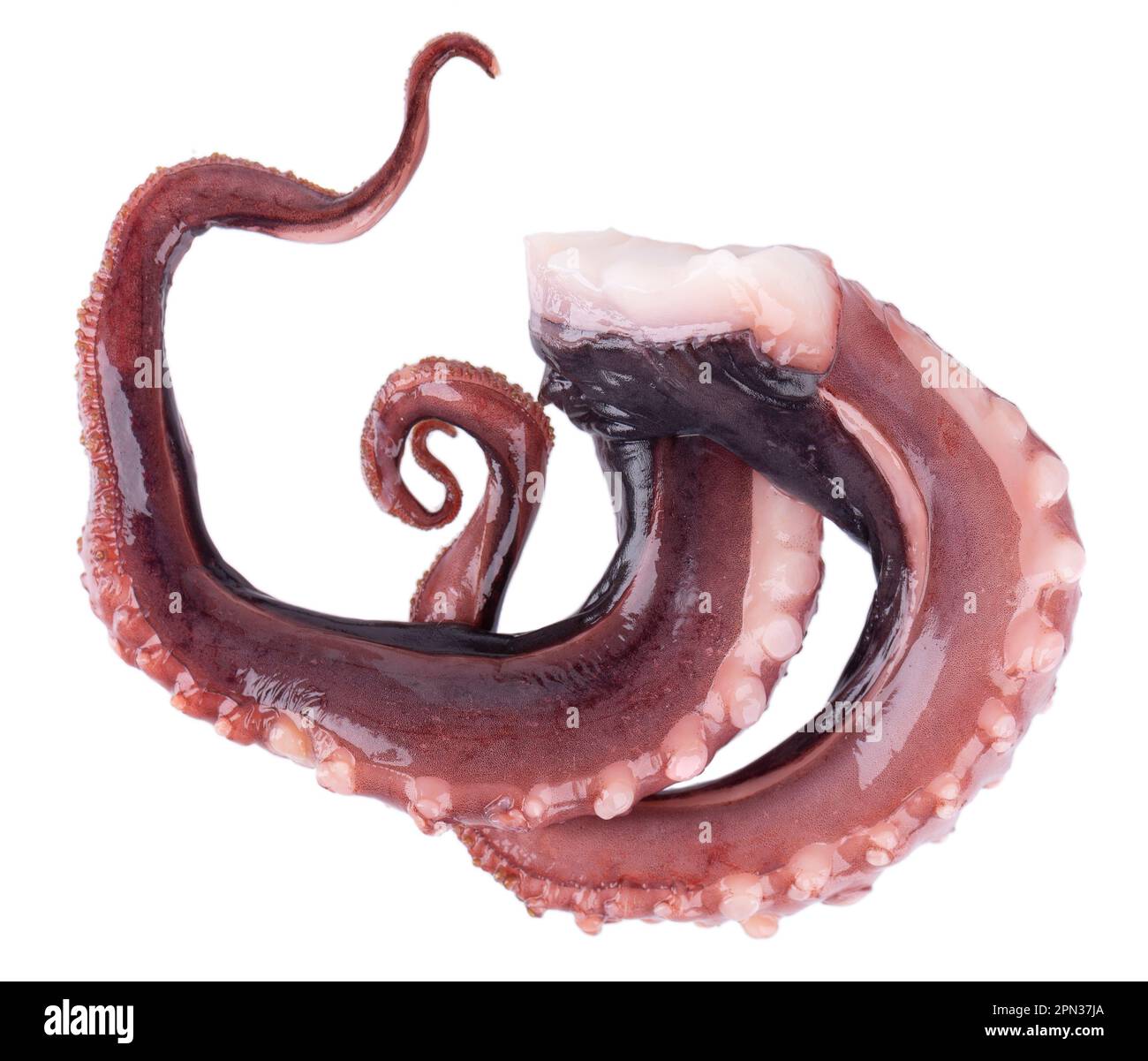 Squid tentacles isolated on white background. Fresh raw gigant squid ...
