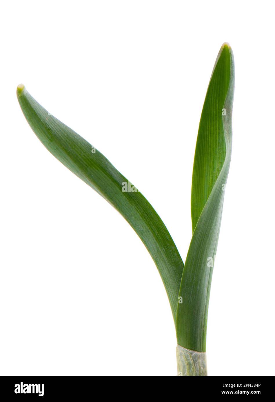Snowdrop leaves isolated on white background. Beautiful spring flowers ...