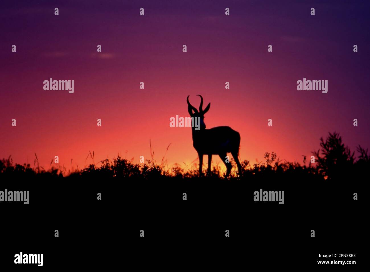 Springbok (Antidorcas marsupialis), Central Kalahari Game Reserve ...