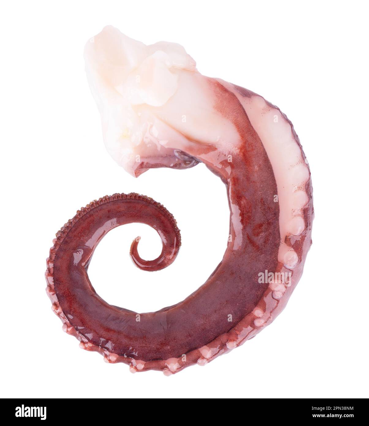 Squid tentacles isolated on white background. Fresh raw gigant squid ...