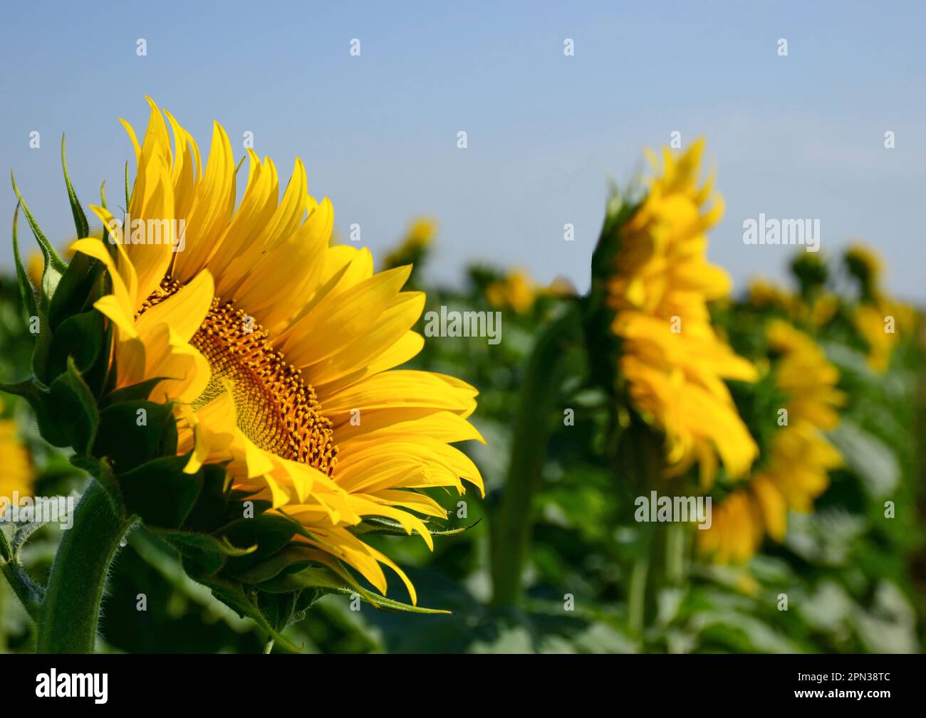 blooming bright yellow sunflower heads. Helianthus Annuus. closeup ...