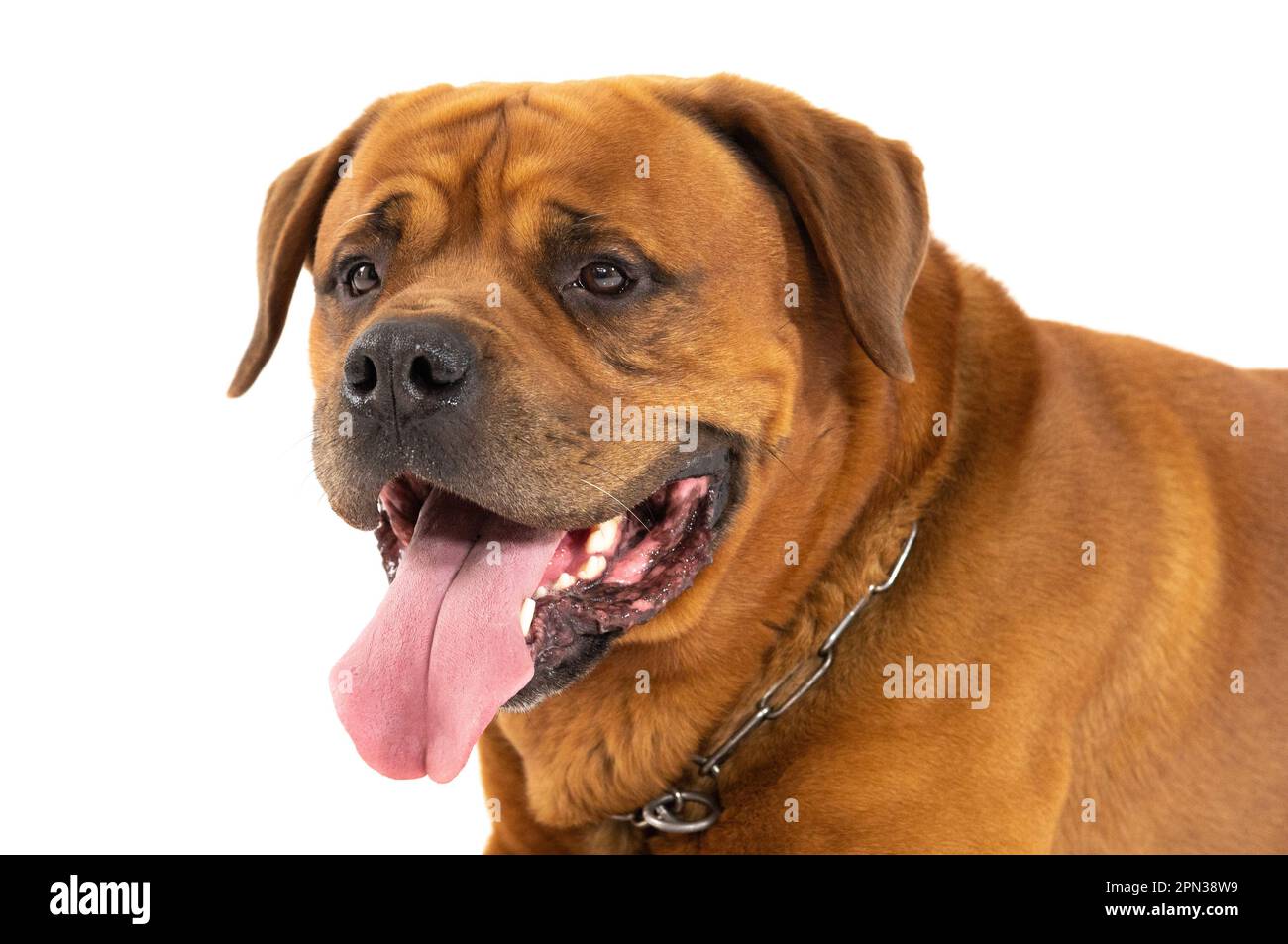 Tosa inu portrait in photo studio hi-res stock photography and images ...