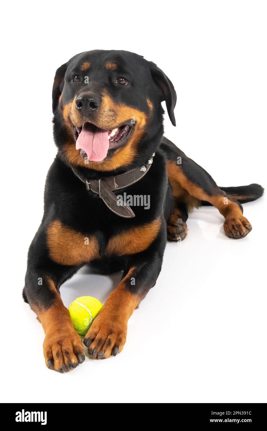Milan Italy 15/04/2023 : Rottweiler, German dog breed, studio photo ...